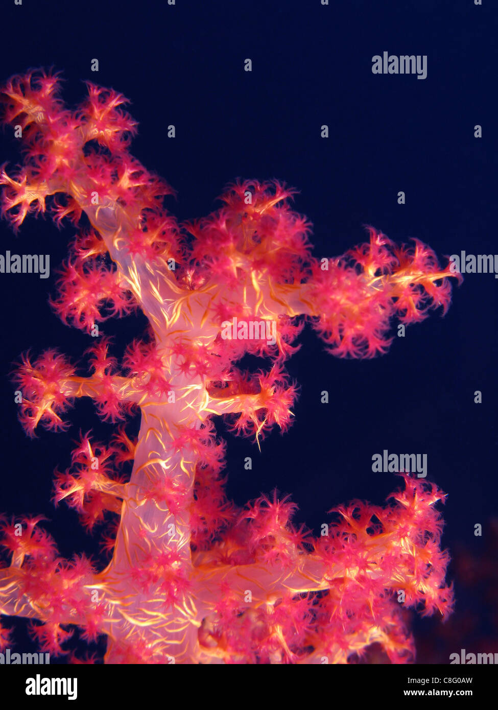 Dendronephthya hi-res stock photography and images - Alamy