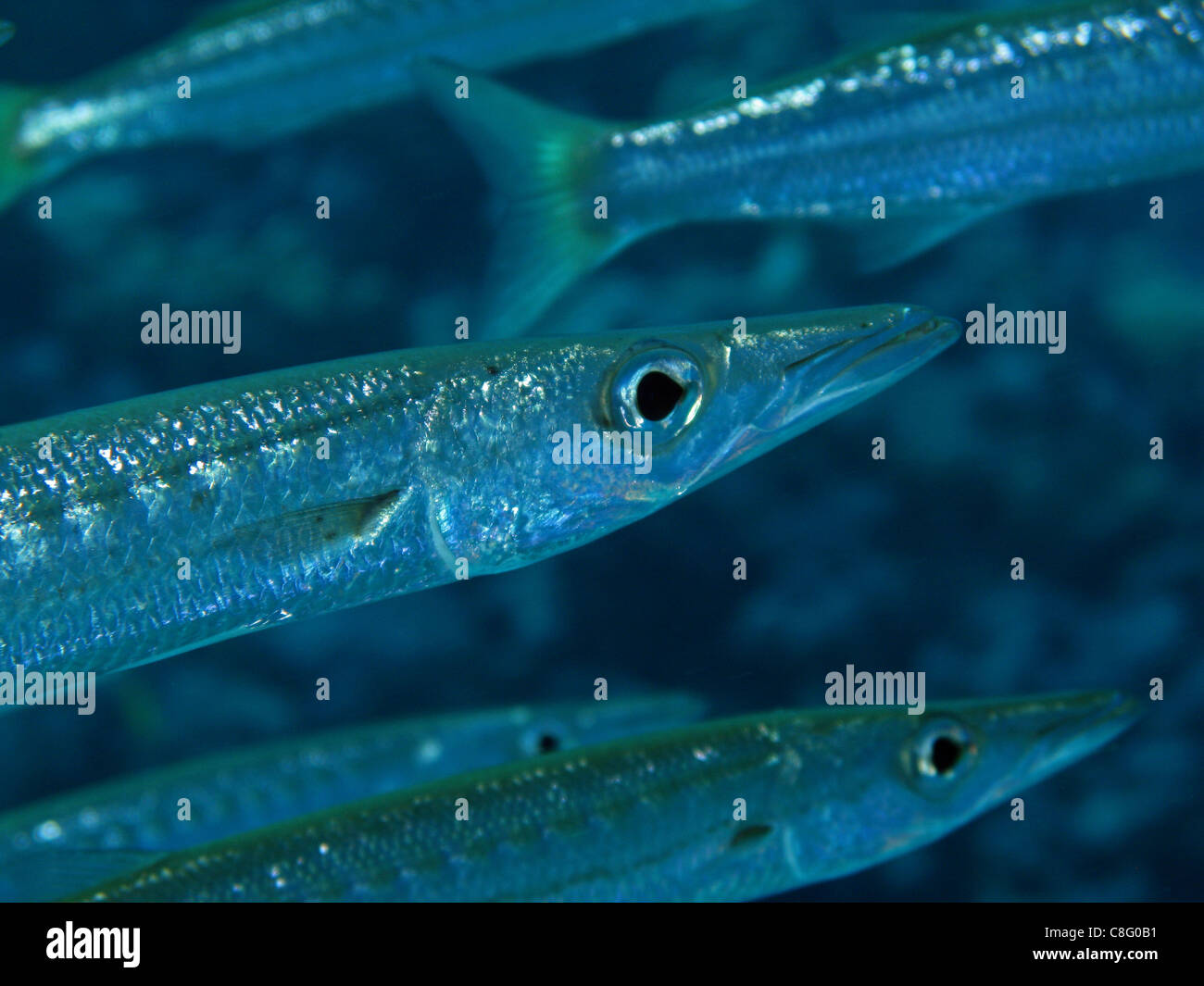 Yellow Tail Barracuda