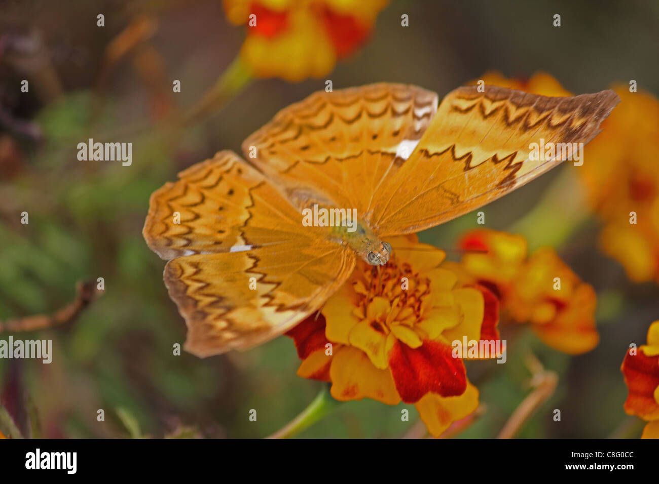 Cirrochroa thais, Tamil Yeoman, Insect, Butterfly, India Stock Photo ...
