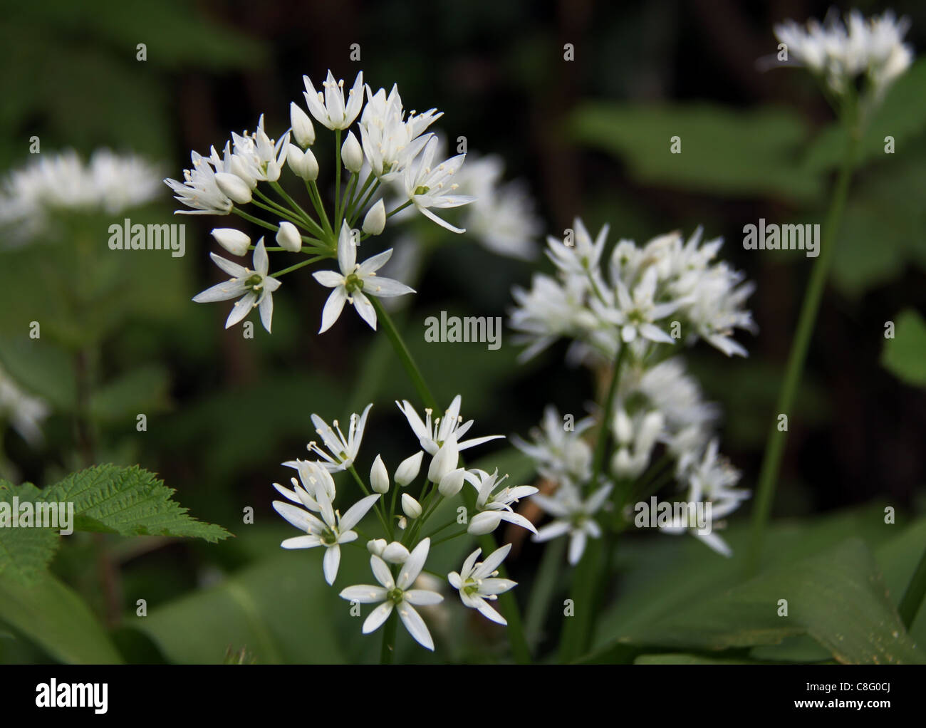 Flower ramsons hi-res stock photography and images - Alamy