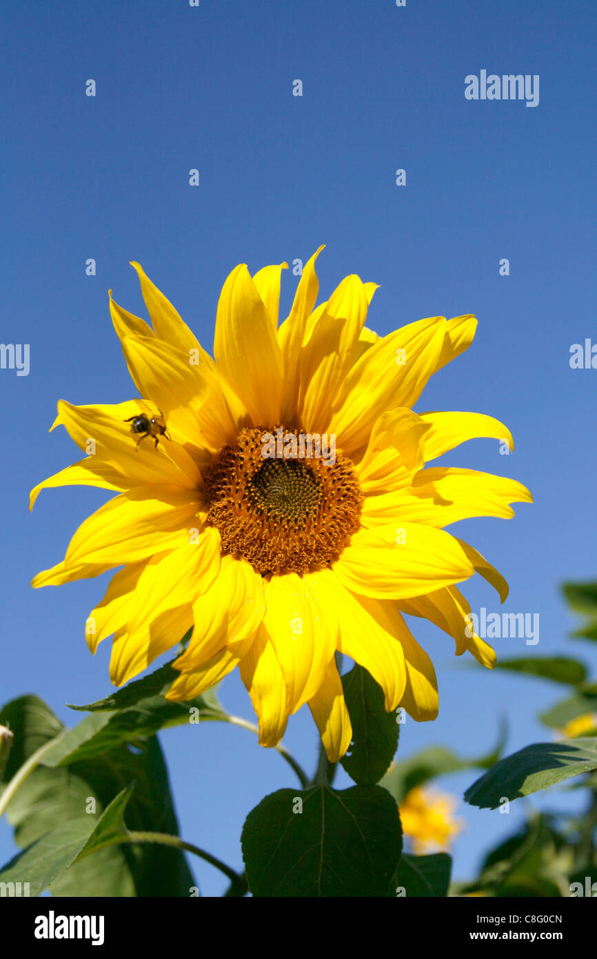 Single sunflower blossom Stock Photo - Alamy