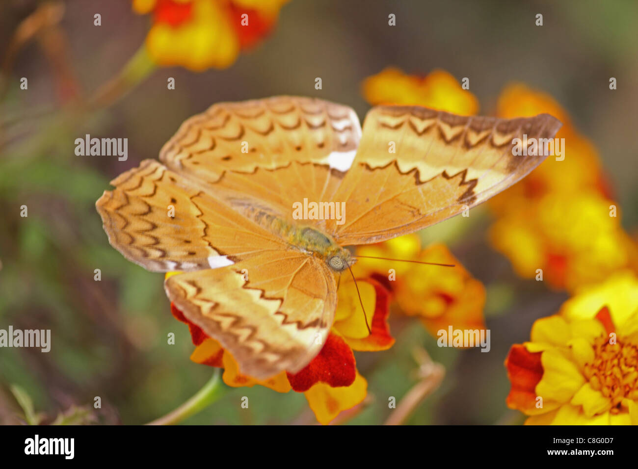 Insect of india hi-res stock photography and images - Alamy