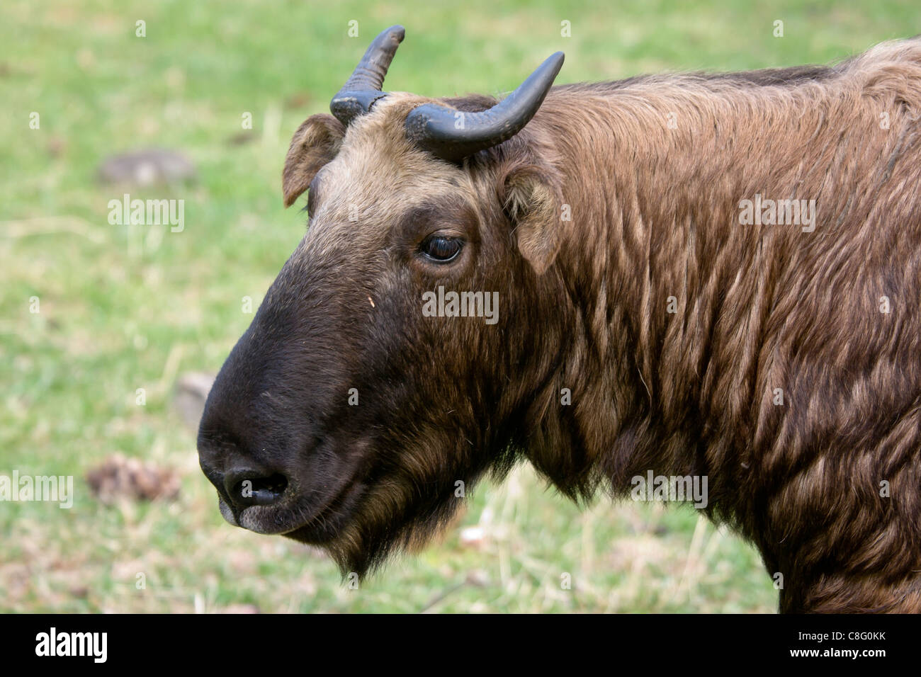 The takin is Bhutan's national animal, photographed in the Thimphu zoo ...