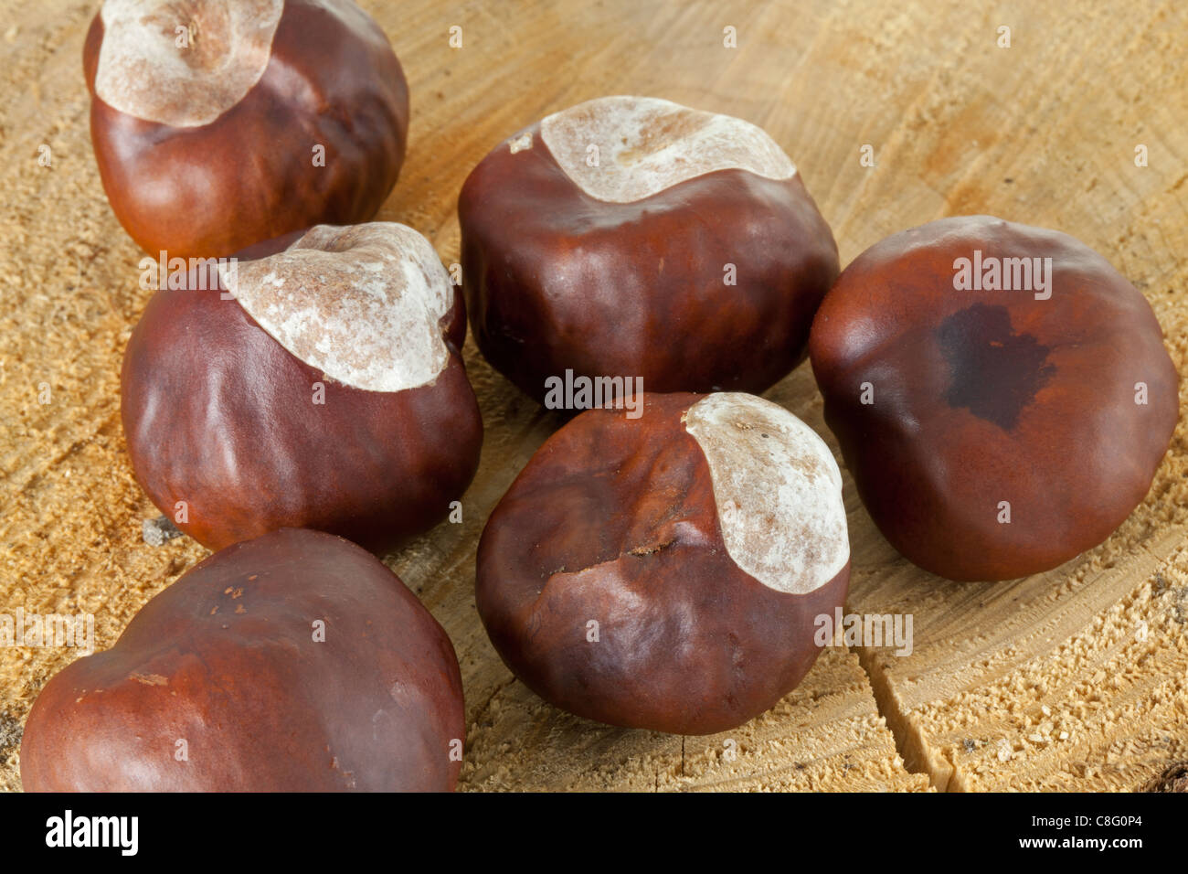 Conkers on a tree stump Stock Photo - Alamy