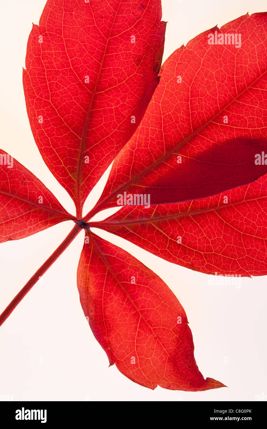 Close up of a Virginia Creeper leaf in autumn Stock Photo - Alamy