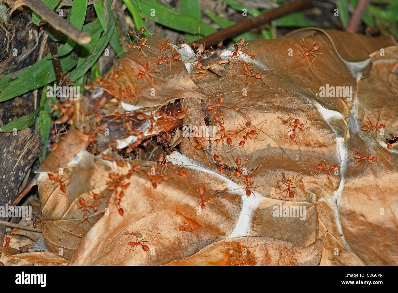 Ants nest of green leaves, red tailor ants, oecophyila smaragdine ...