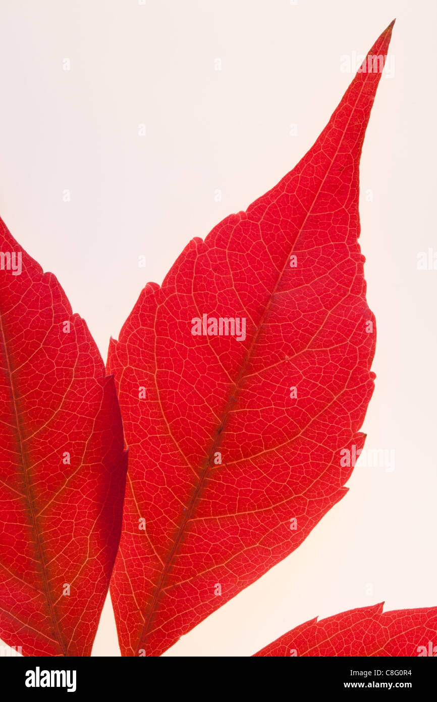 Close up of a Virginia Creeper leaf in autumn Stock Photo - Alamy