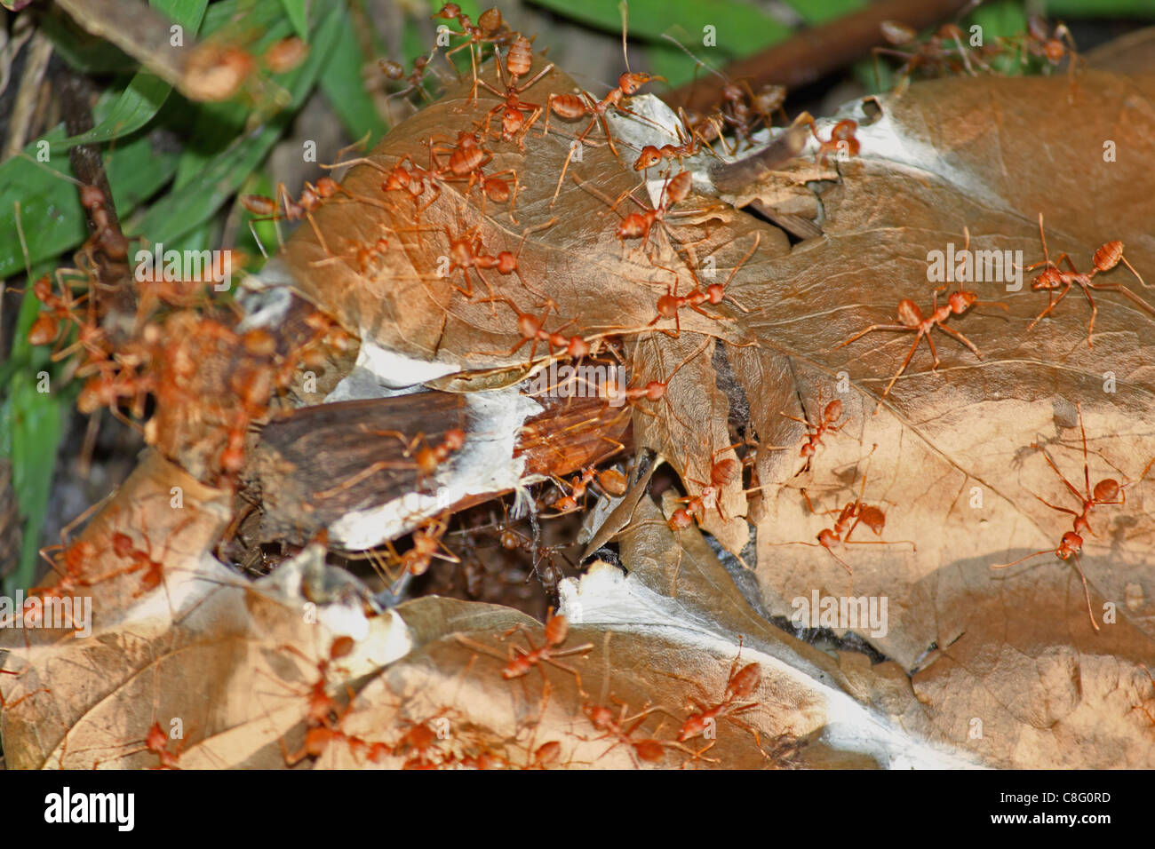 Tailor ant hi-res stock photography and images - Alamy