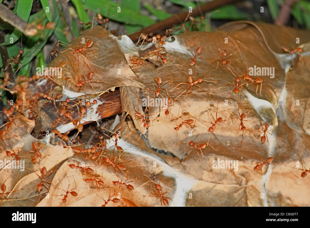 Ants nest of green leaves, red tailor ants, oecophyila smaragdine, India Stock Photo - Alamy