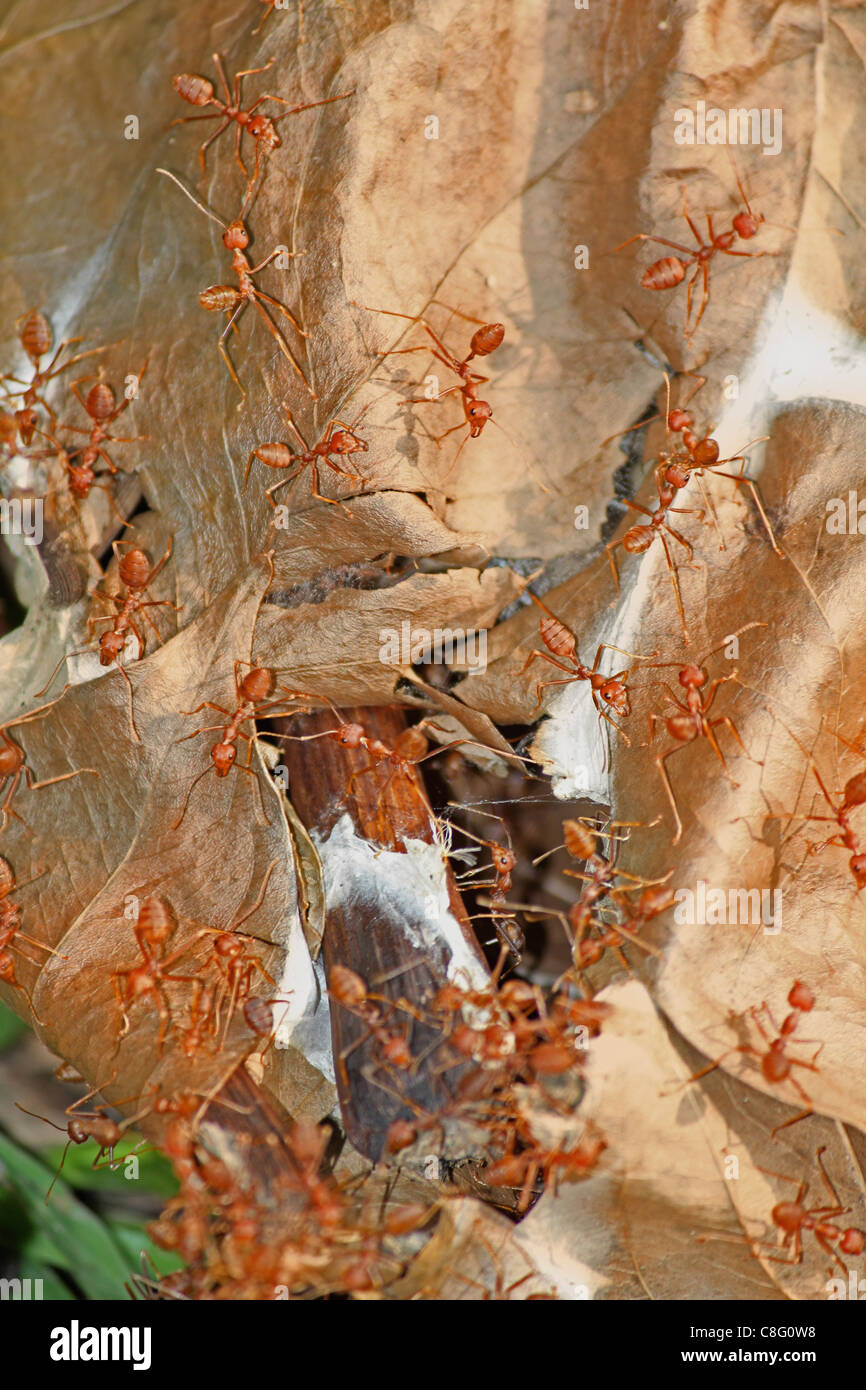 Tailor ant hi-res stock photography and images - Alamy
