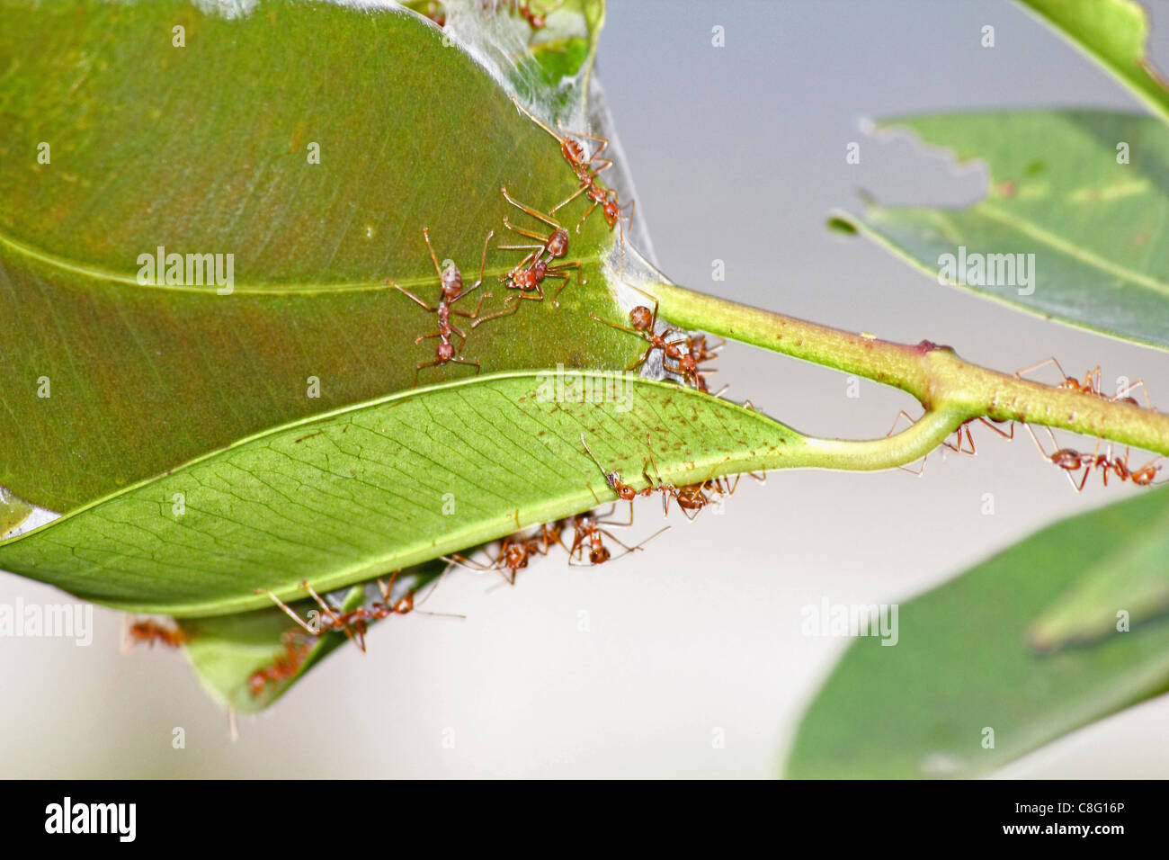 Ants nest of green leaves, red tailor ants, oecophyila smaragdine ...