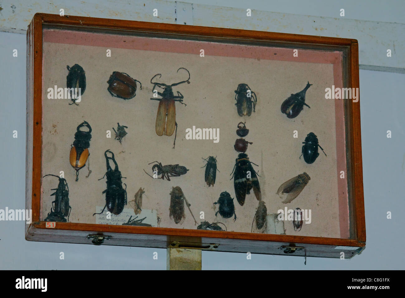 Different Insects Displayed in a Museum, Arunachal Pradesh, India Stock ...