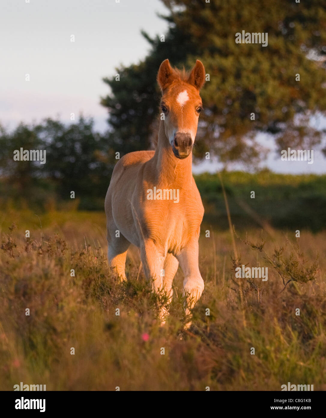 Ears pointed hi-res stock photography and images - Alamy