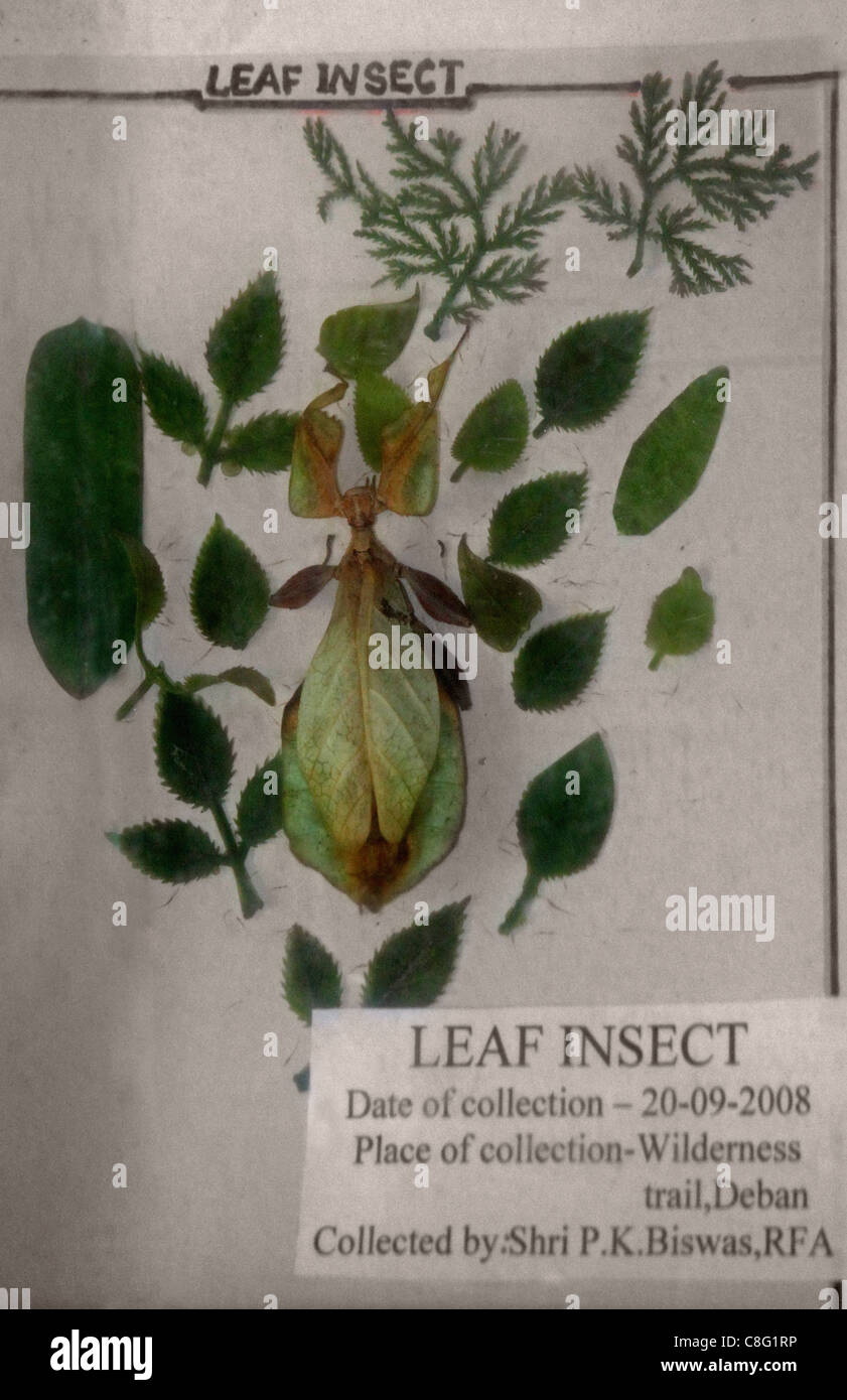 Picture of a Leaf Insect Displayed in a Museum, Arunachal Pradesh ...