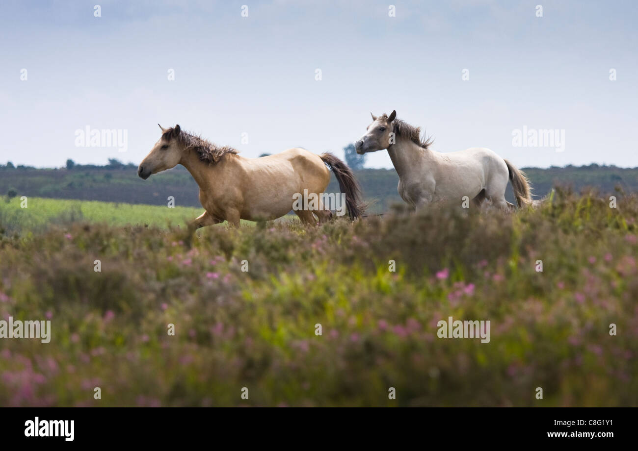 Two New Forest ponies running through heather. This is in the New ...