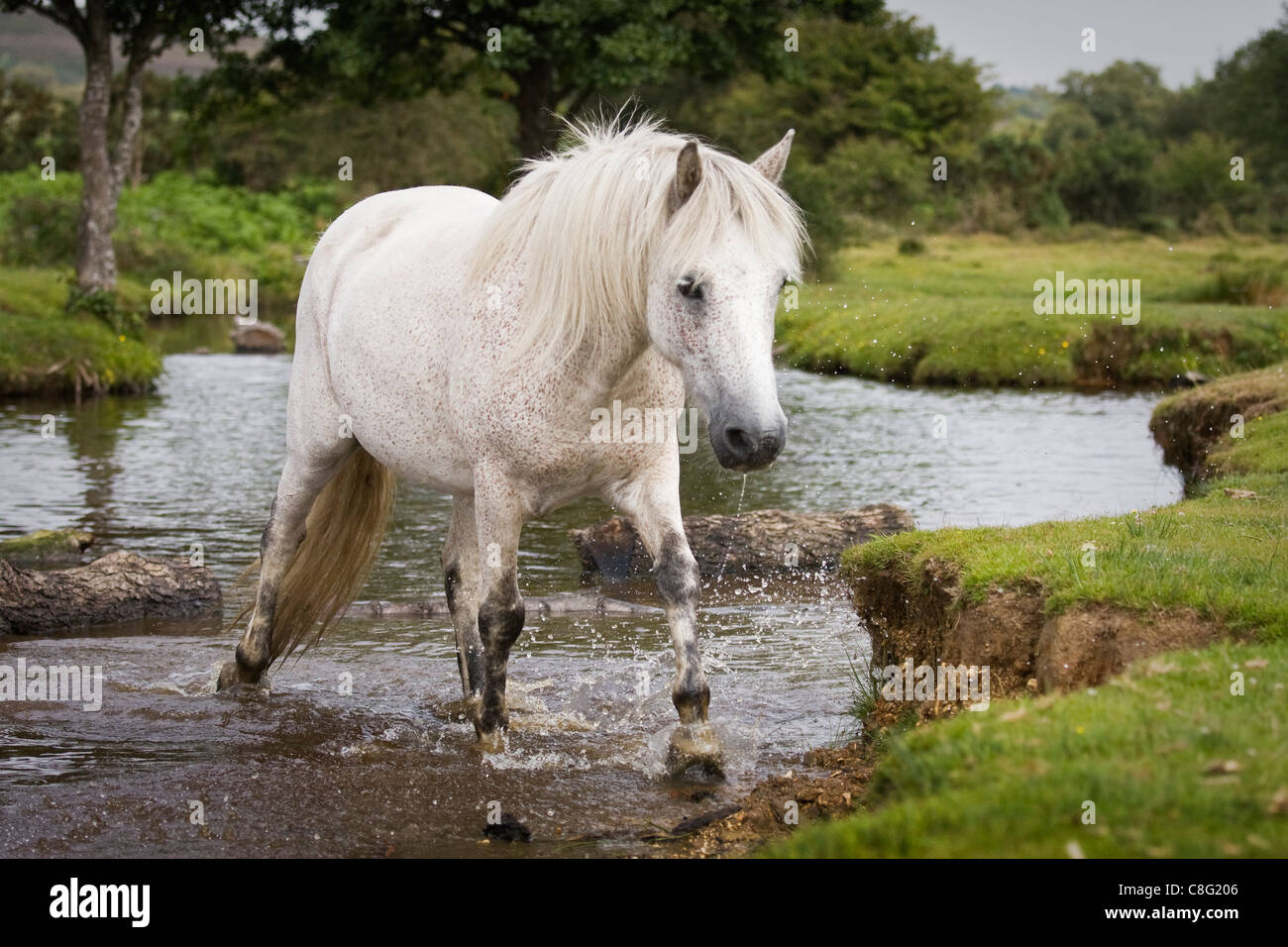 A beautiful white pony wading through a stream in the New Forest ...