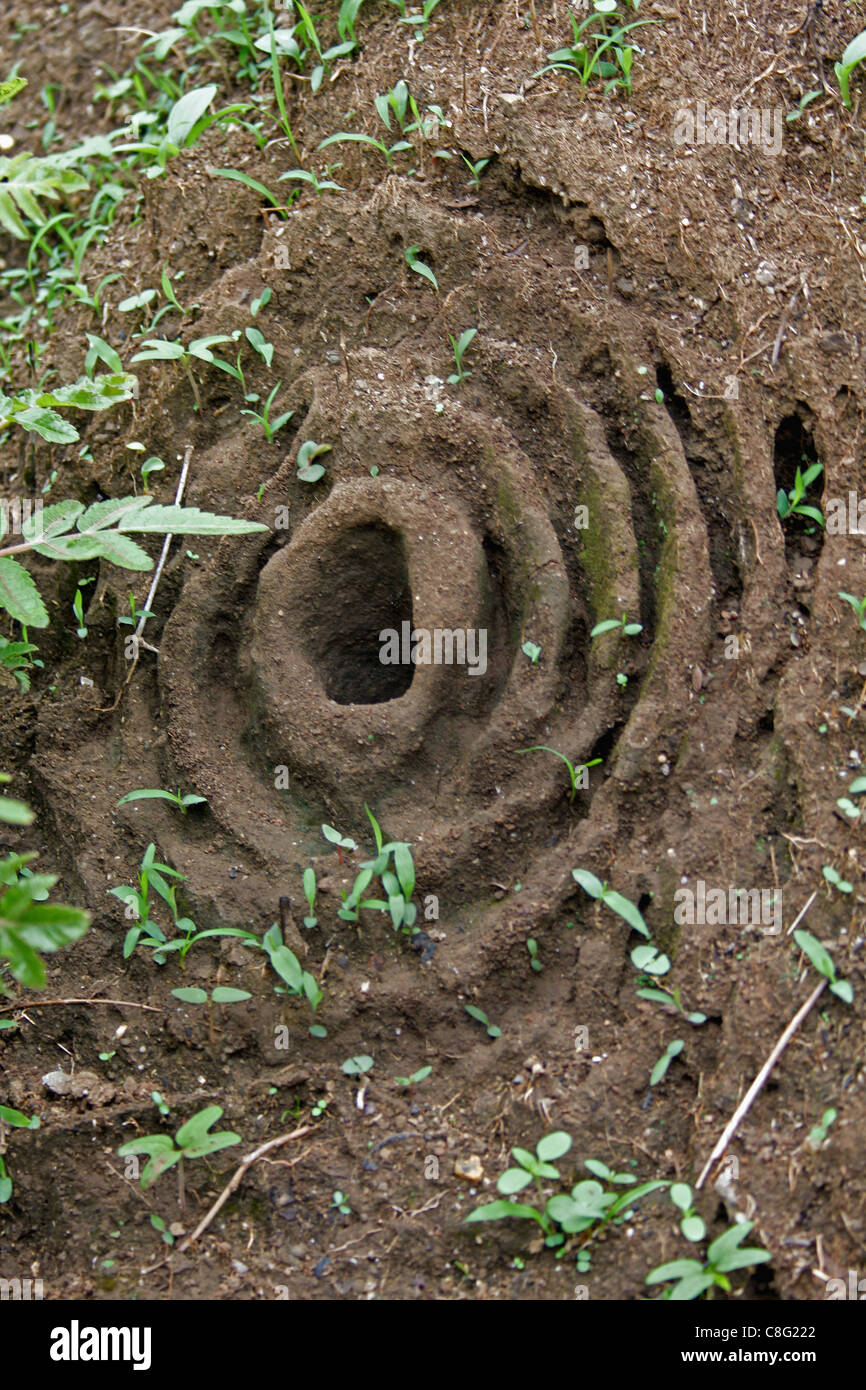 Architecture Animal Harvester Ants Nest, Satara, Maharashtra, India ...