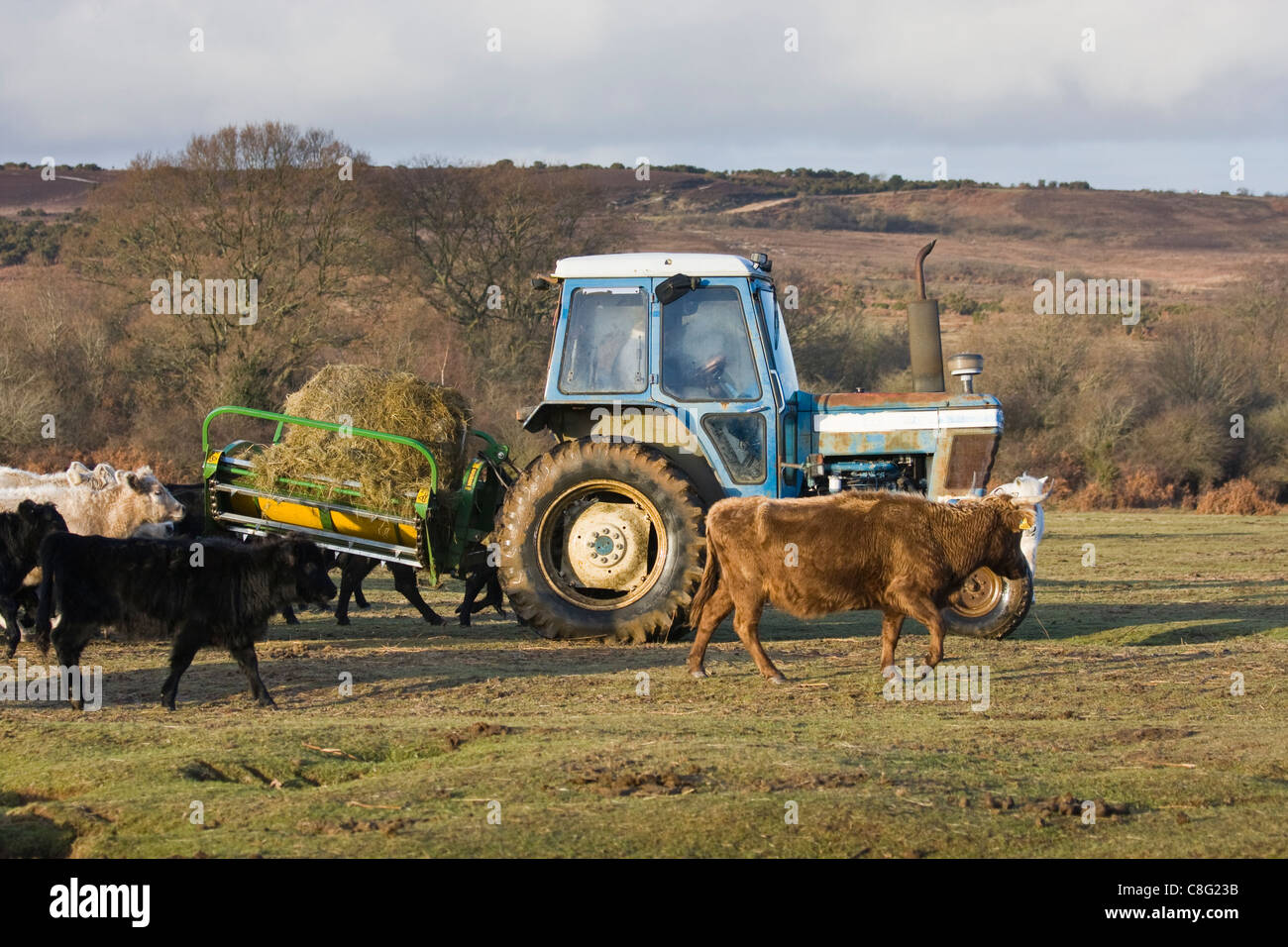 A farmer driving a tractor, feeding cattle on the New Forest in winter ...