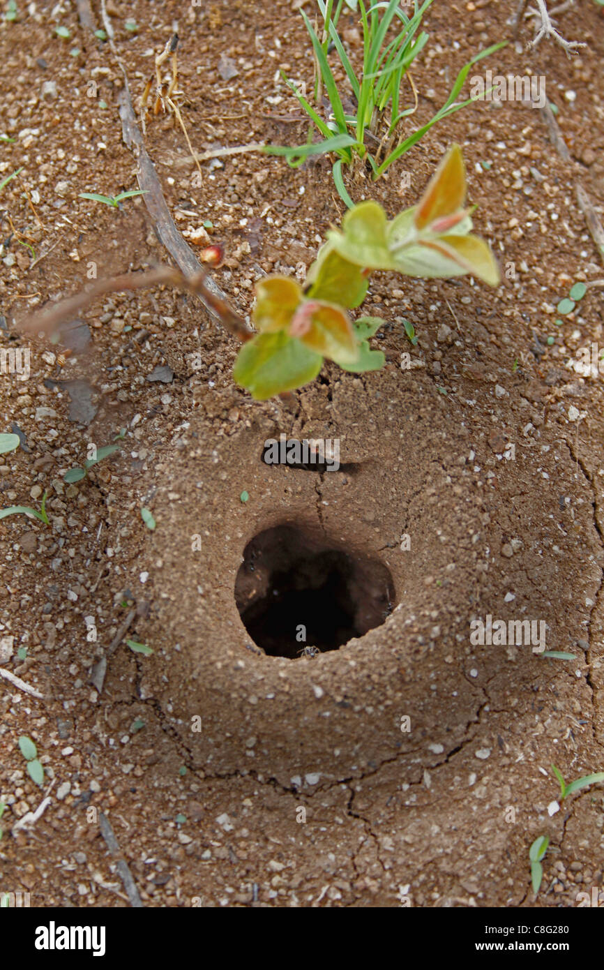 Architecture Animal Harvester Ants Nest, Satara, Maharashtra, India ...