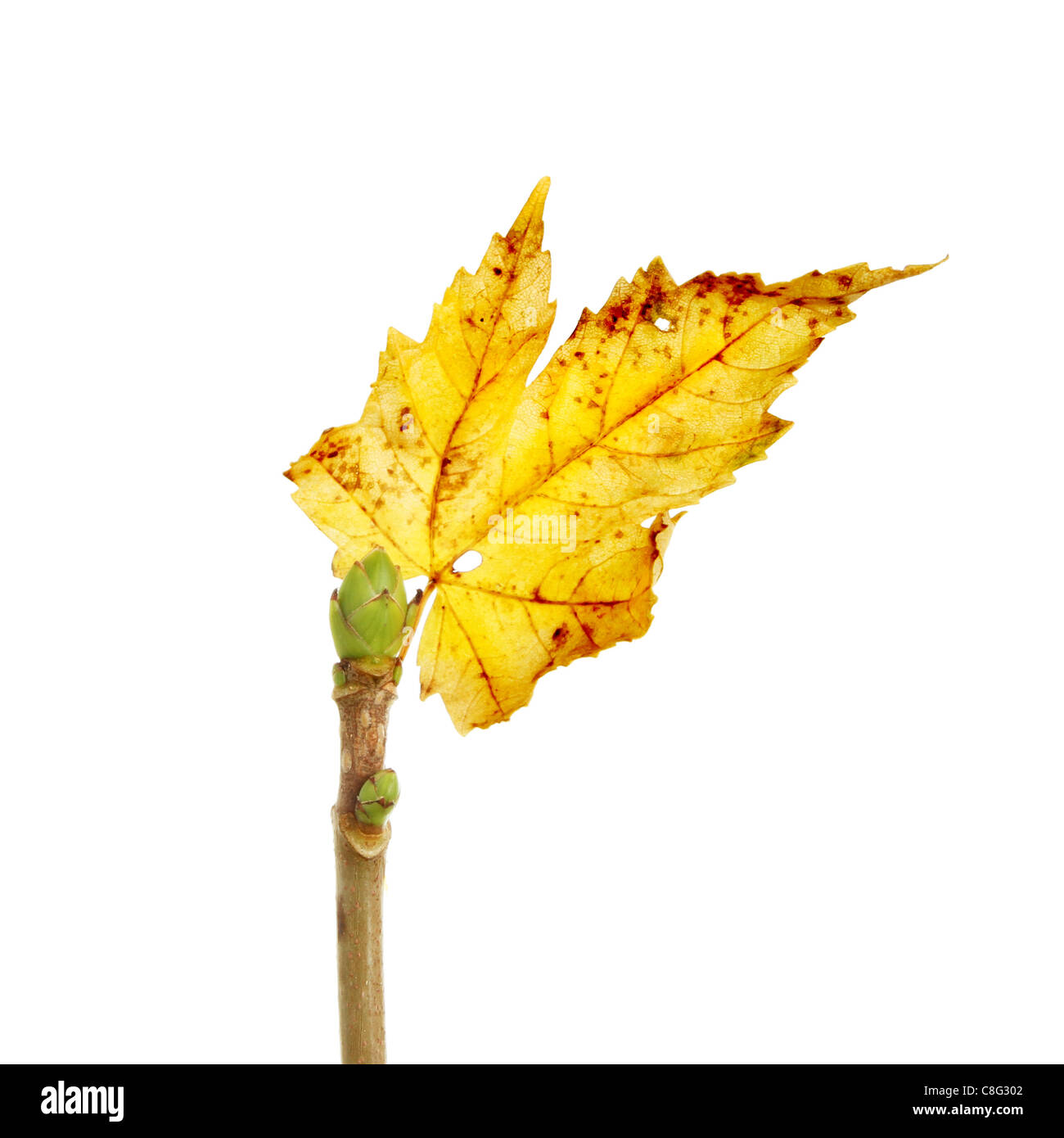 Sycamore bud hi-res stock photography and images - Alamy
