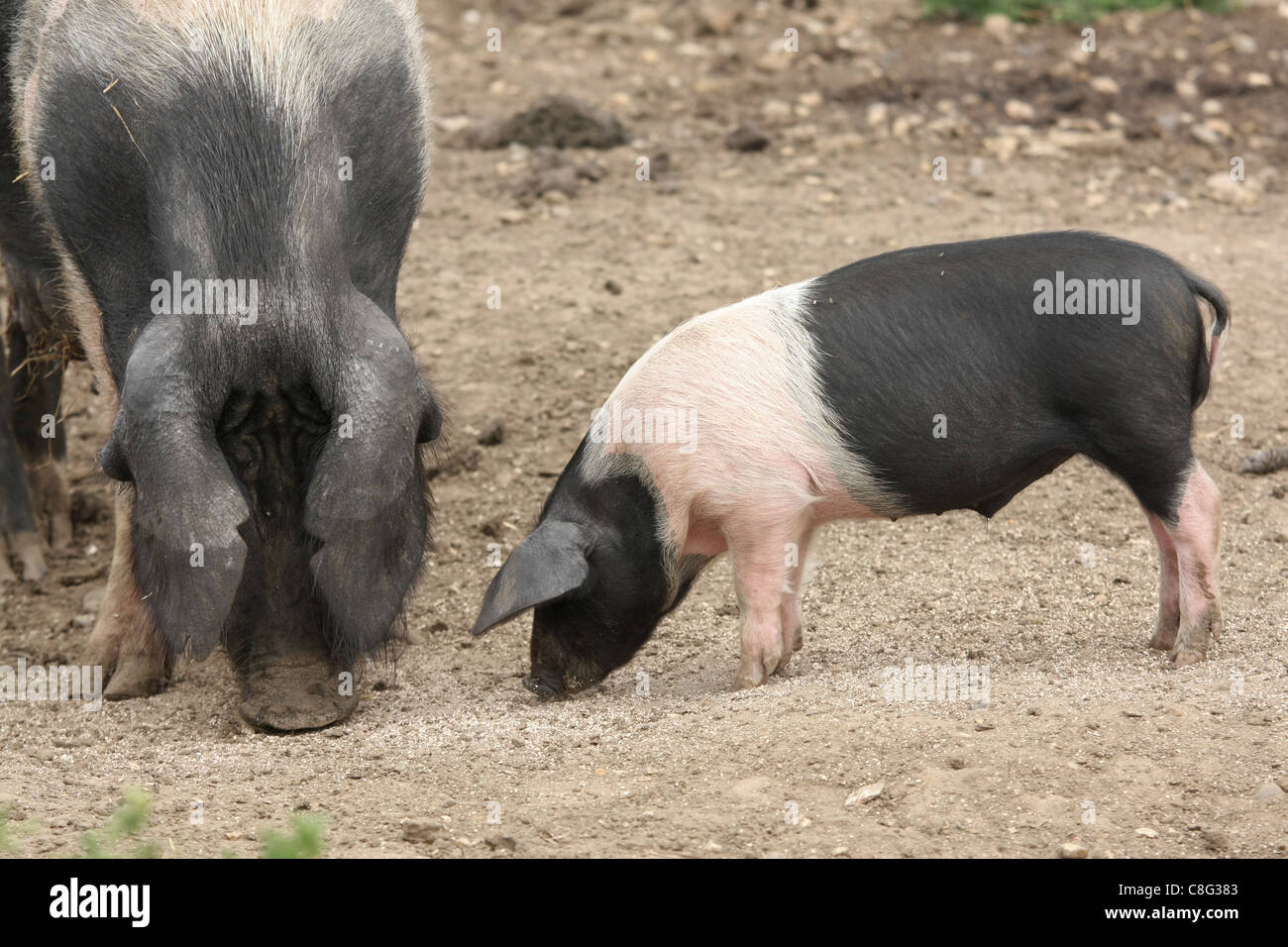 Piglets farming rare pigs hi-res stock photography and images - Alamy