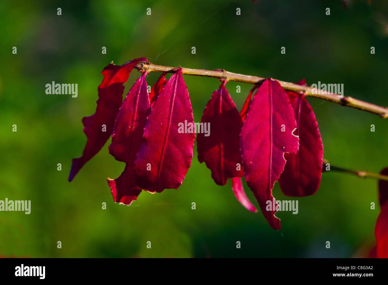 Red leaves in Autumn Stock Photo - Alamy