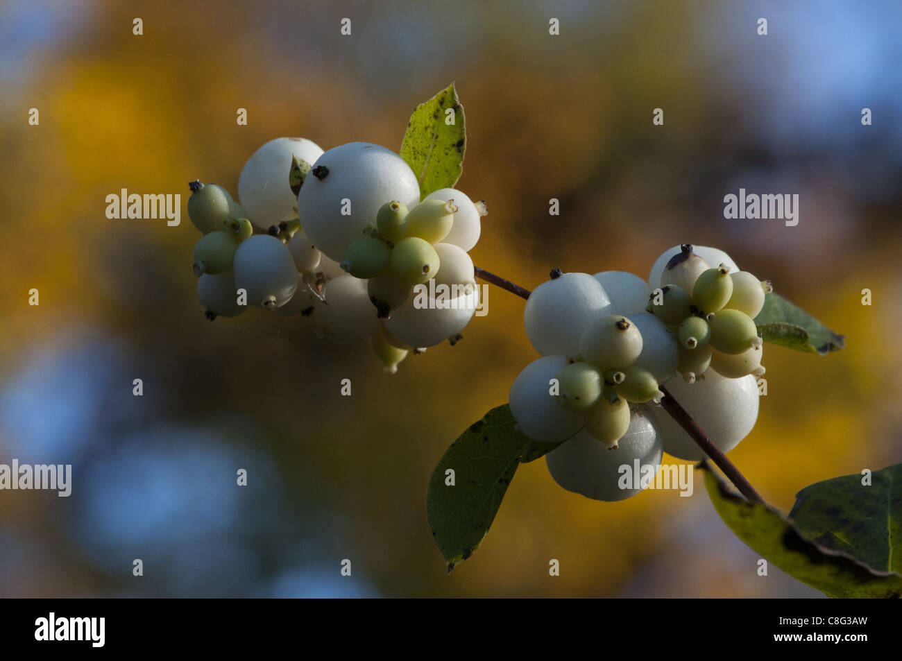 White berries hi-res stock photography and images - Alamy