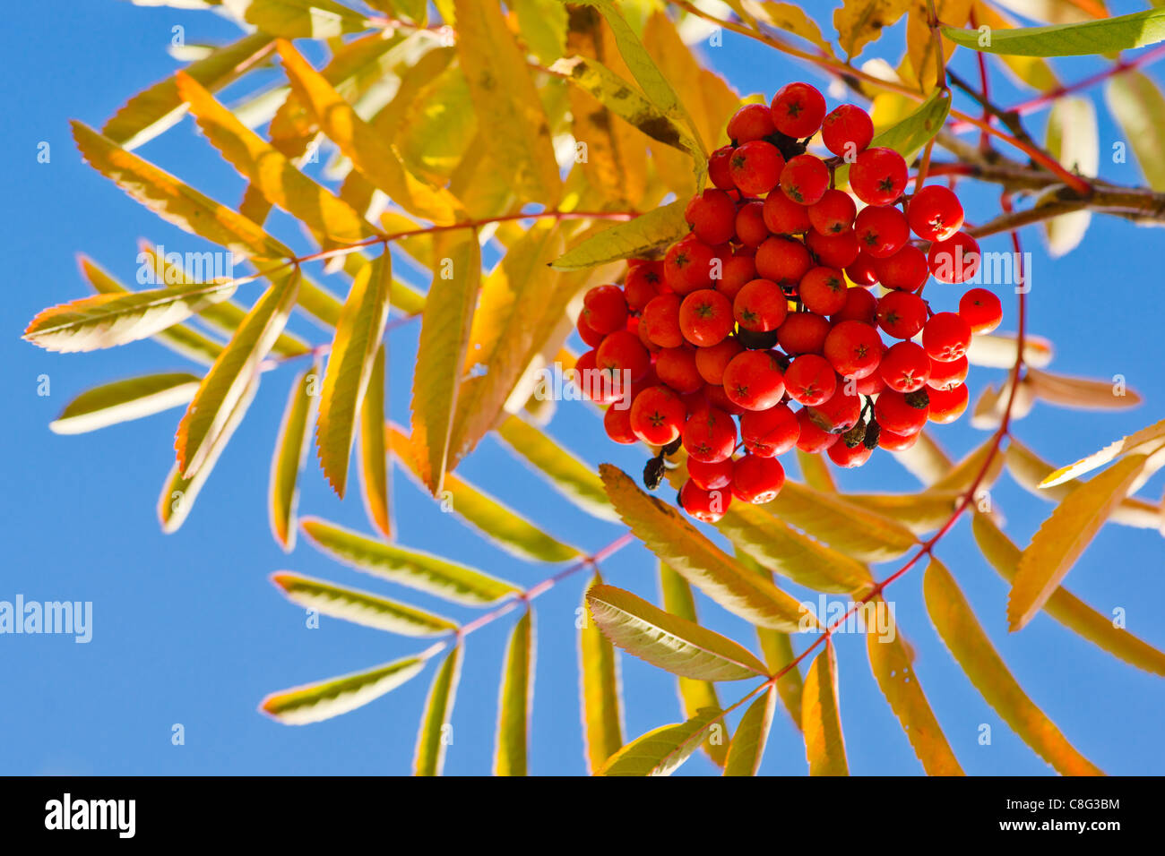 Red Ash High Resolution Stock Photography and Images - Alamy