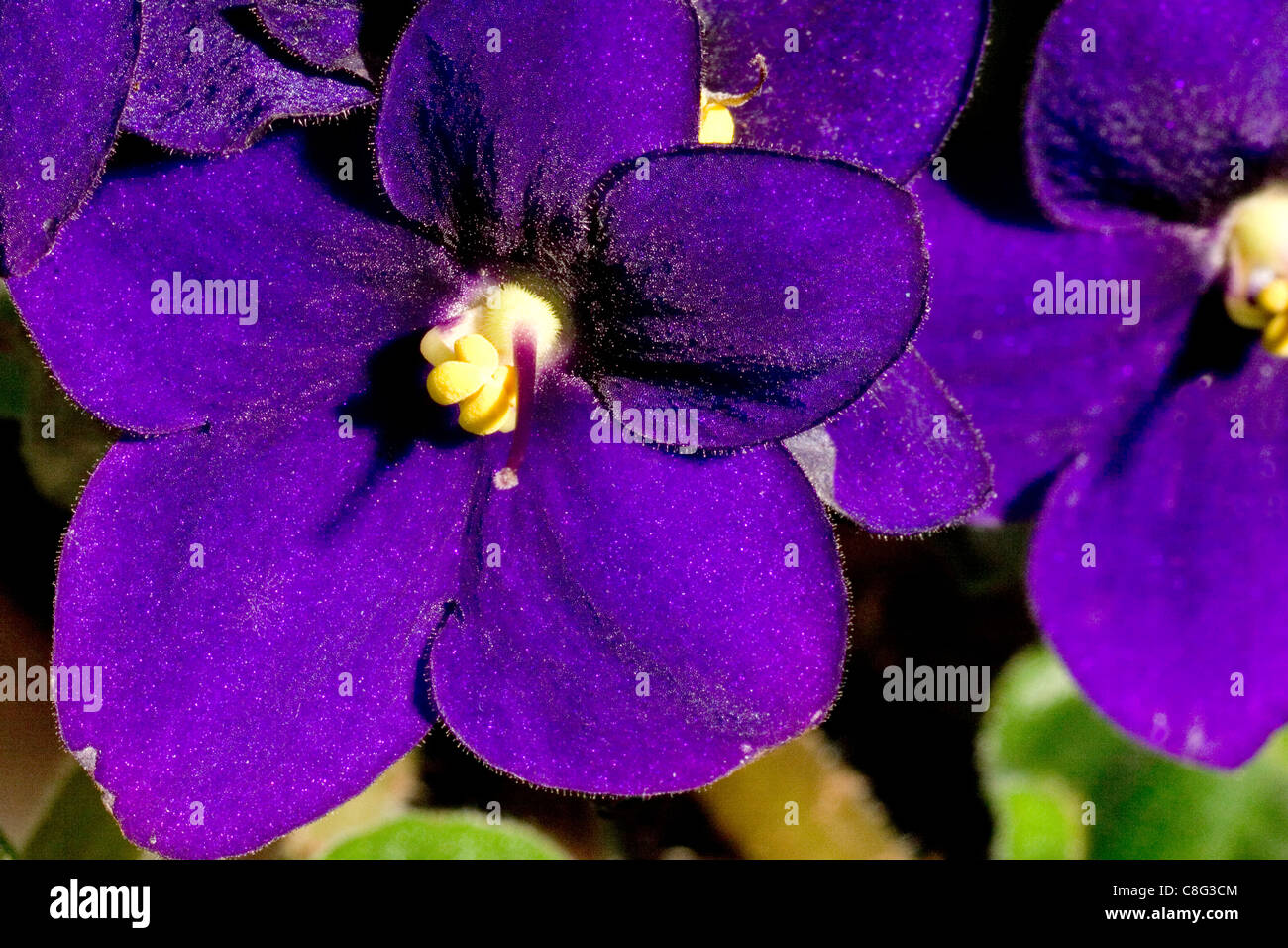 African Violet Closeup Macro Stock Photo - Alamy