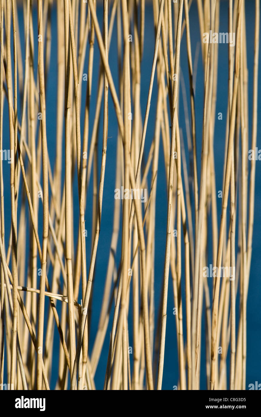 a background pattern with reeds and a frozen lake as blue background ...