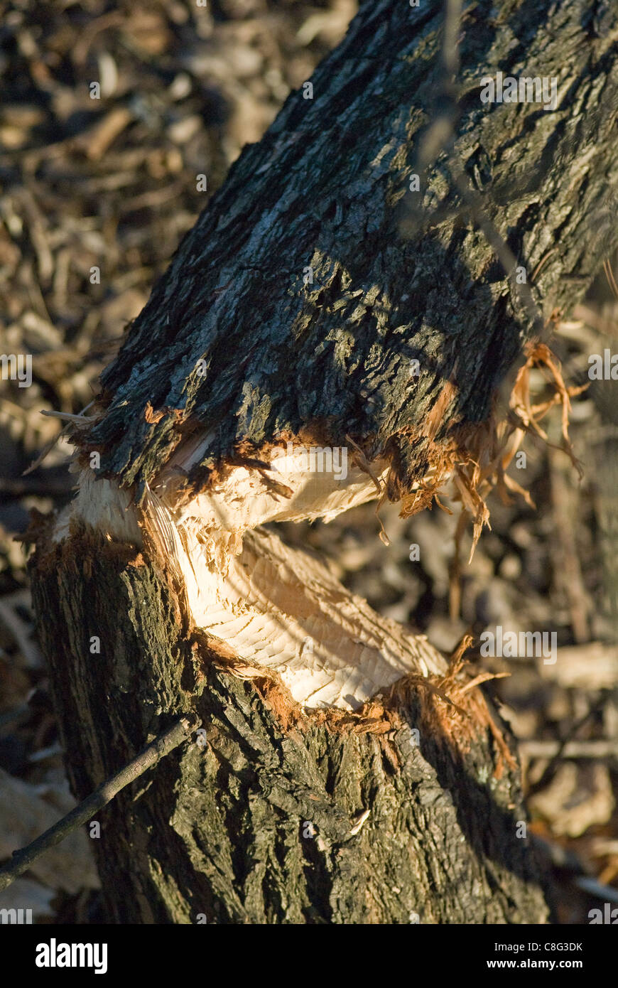 Claw marks tree hi-res stock photography and images - Alamy