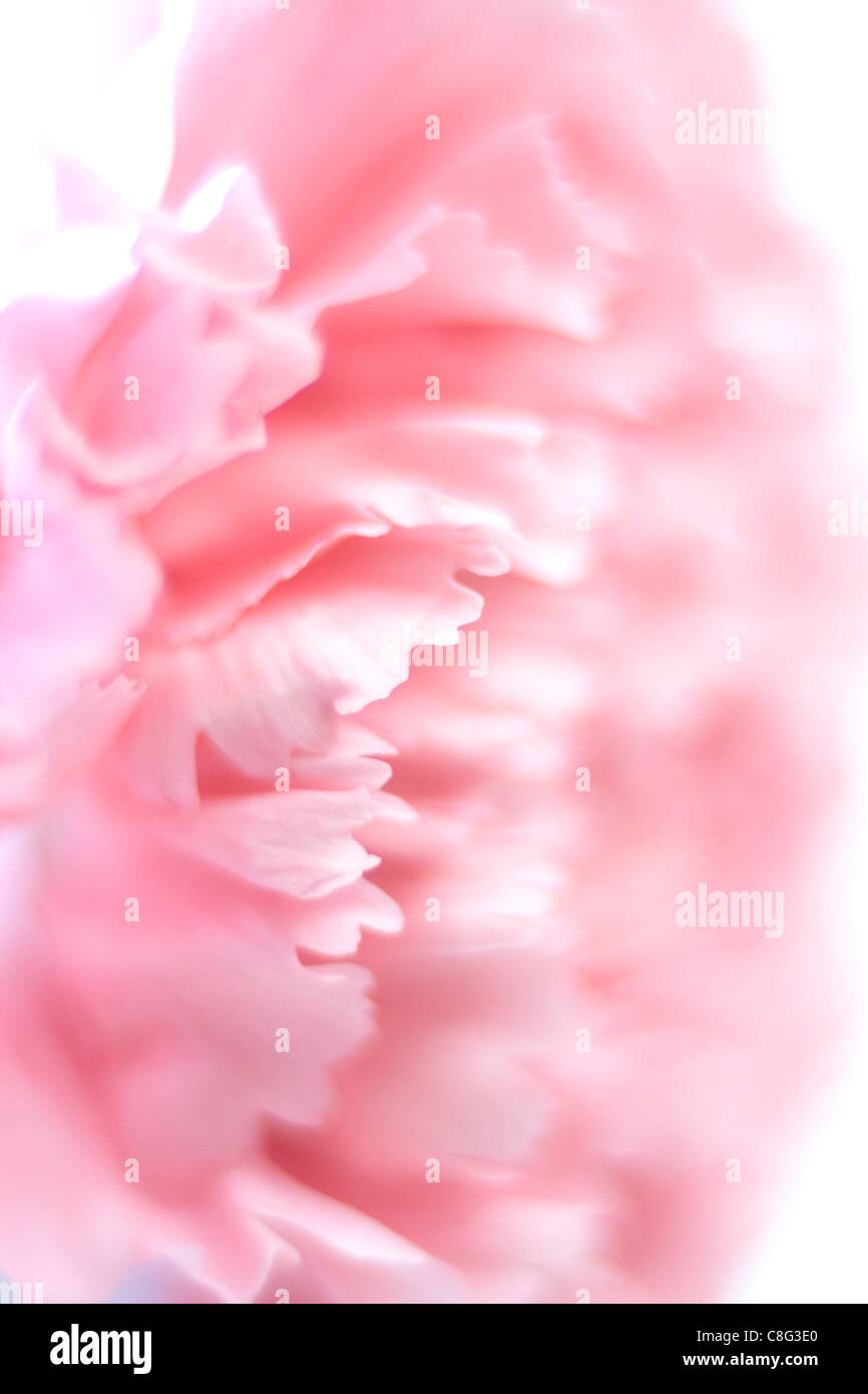 Ruffled edge hi-res stock photography and images - Alamy