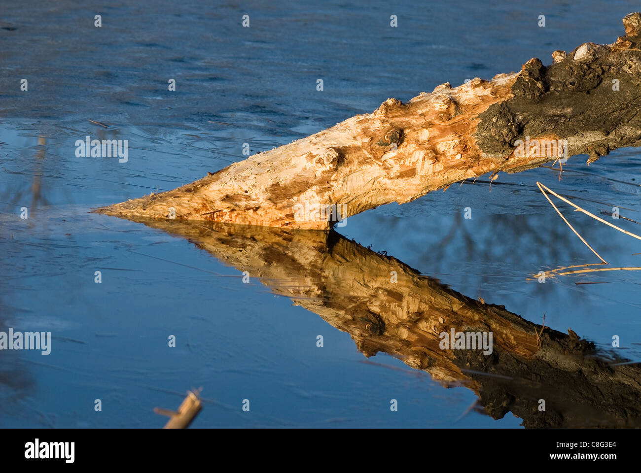 Acute Triangles In Nature