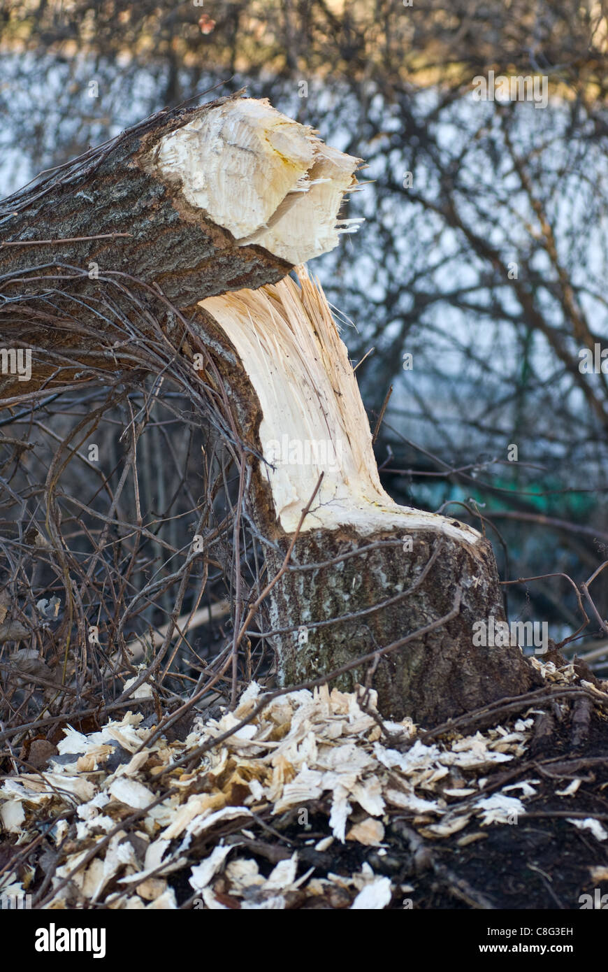 a tree heavily cropped of by beavers with wood shavings around the tree ...