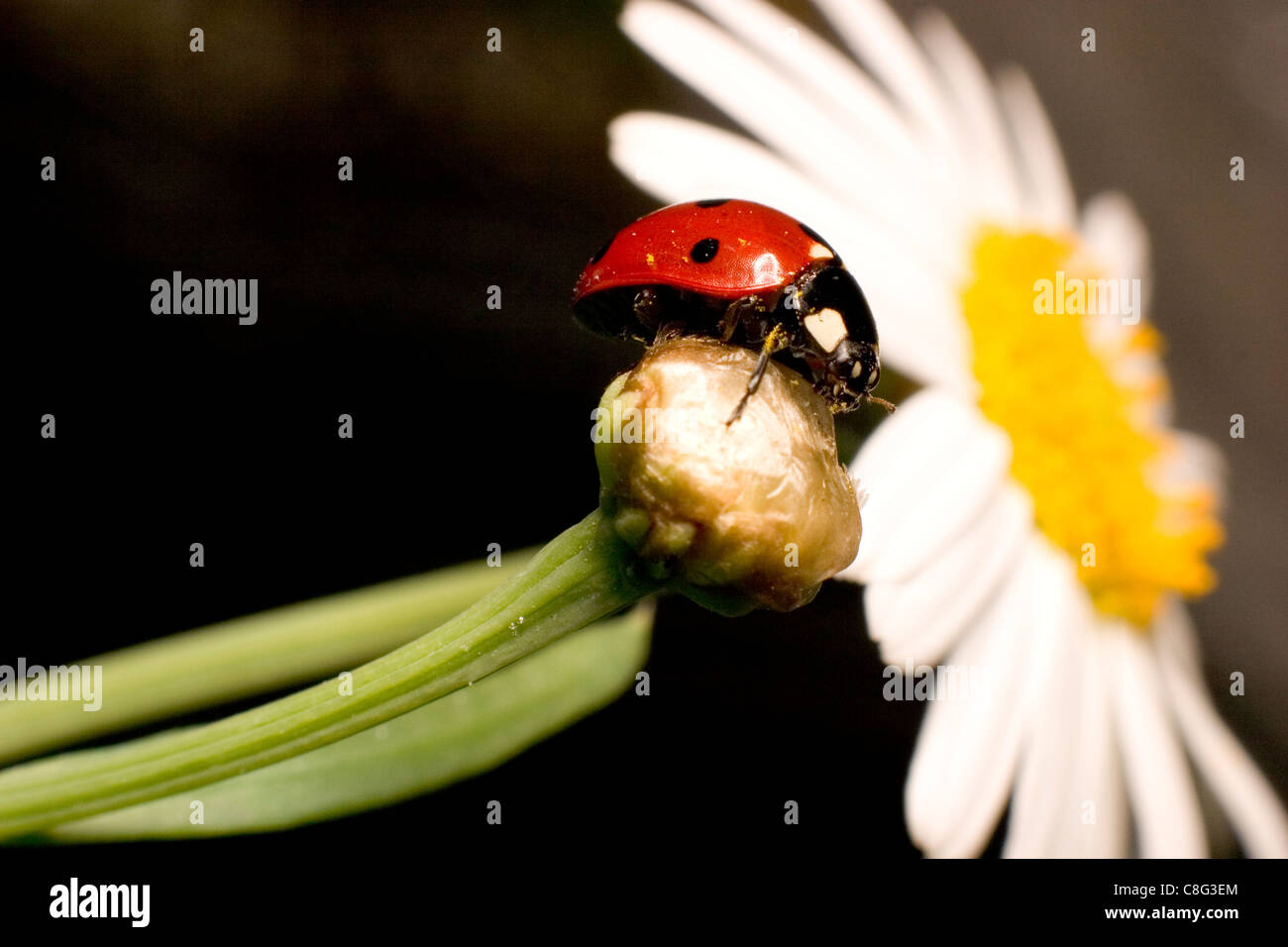Lady bug beetle hi-res stock photography and images - Alamy