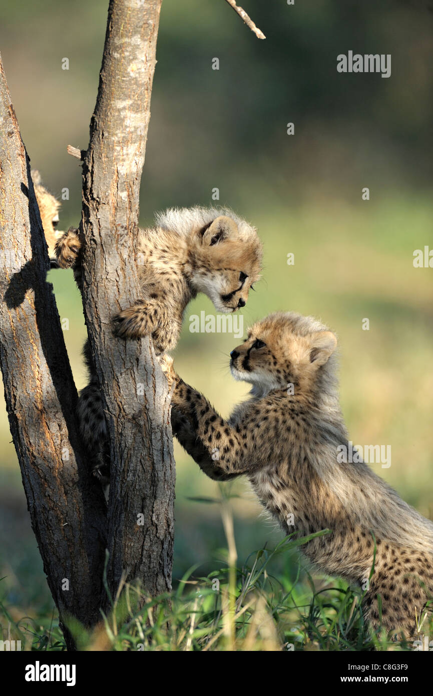 Cheetah (Acinonyx jubatus Stock Photo - Alamy
