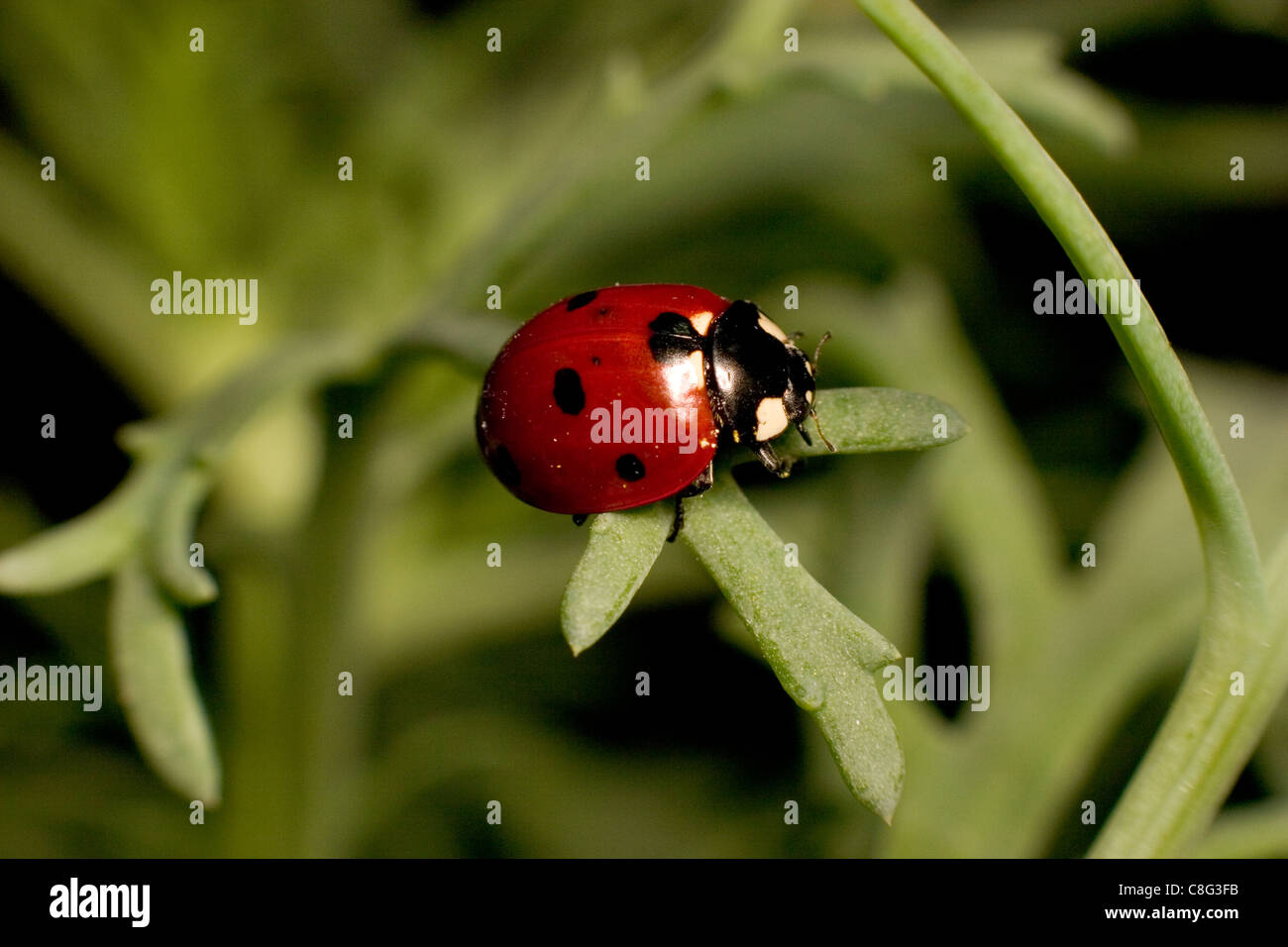 Lady bug hi-res stock photography and images - Alamy