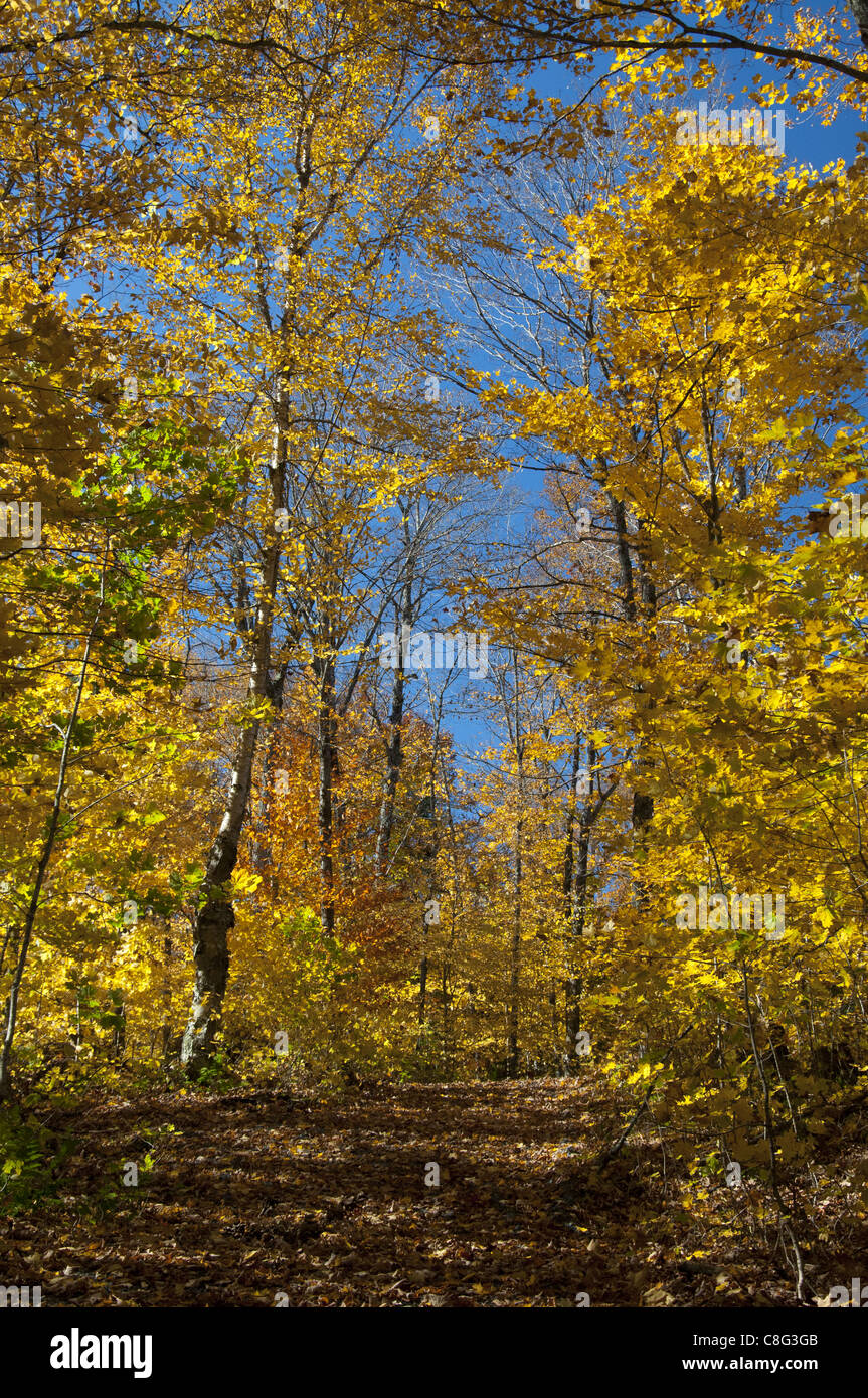 Path through a Laurentian forest Stock Photo - Alamy