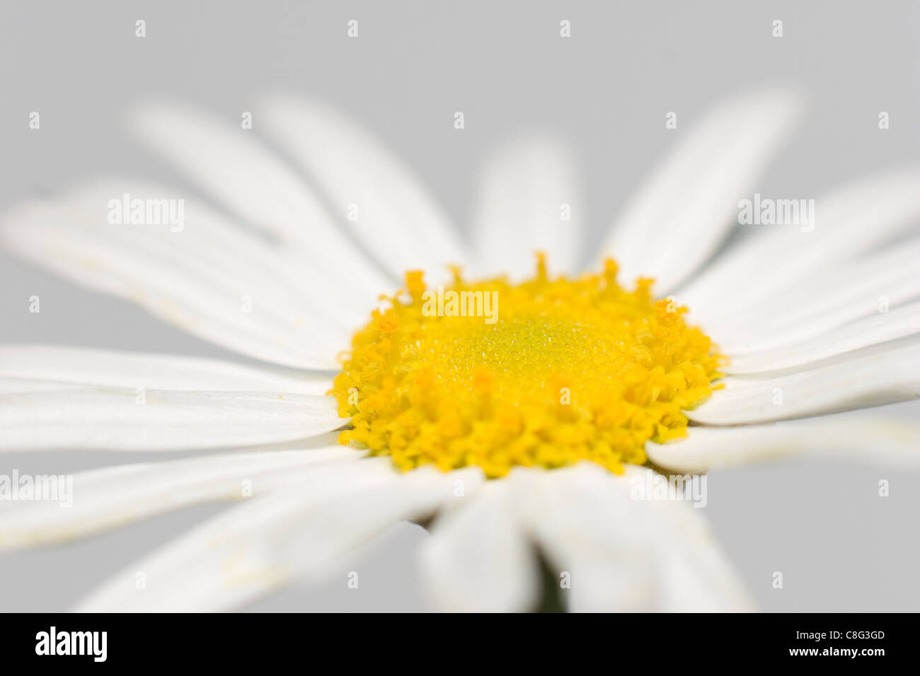 Daisy or Marguerite Flower Closeup Stock Photo - Alamy