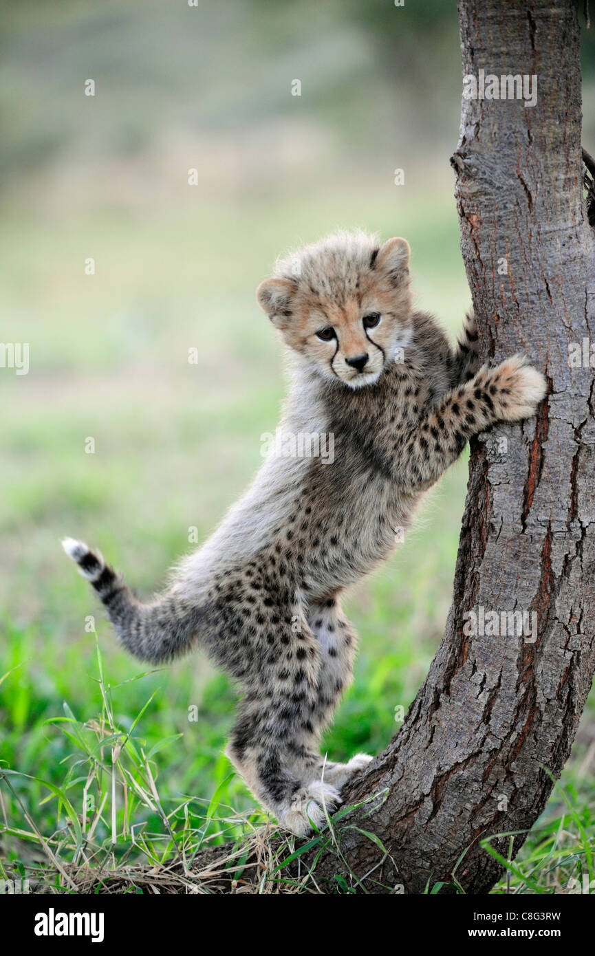 Cheetah acinonyx jubatus stretching hi-res stock photography and images ...