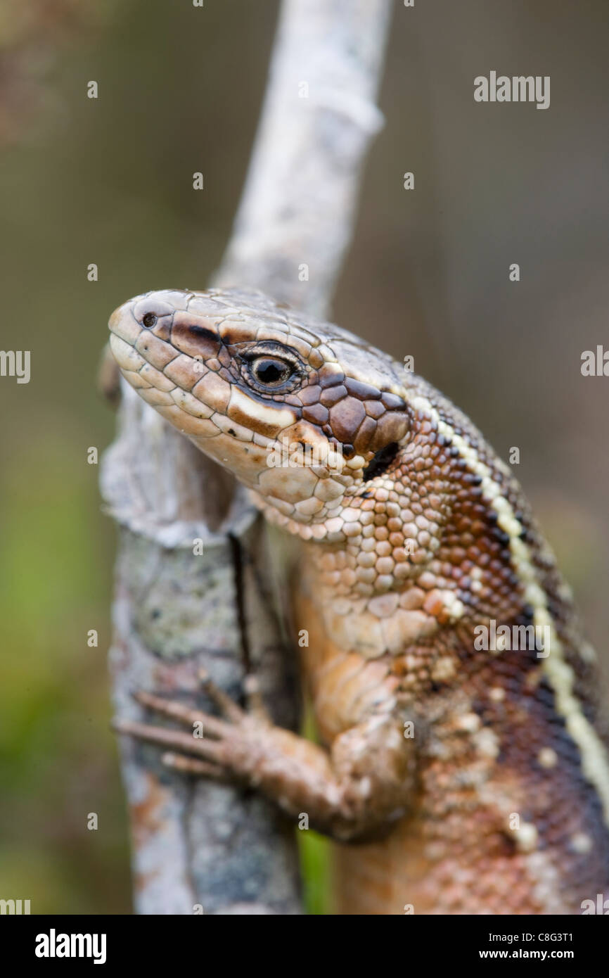 Forest lizard (Zootoca vivipara Stock Photo - Alamy