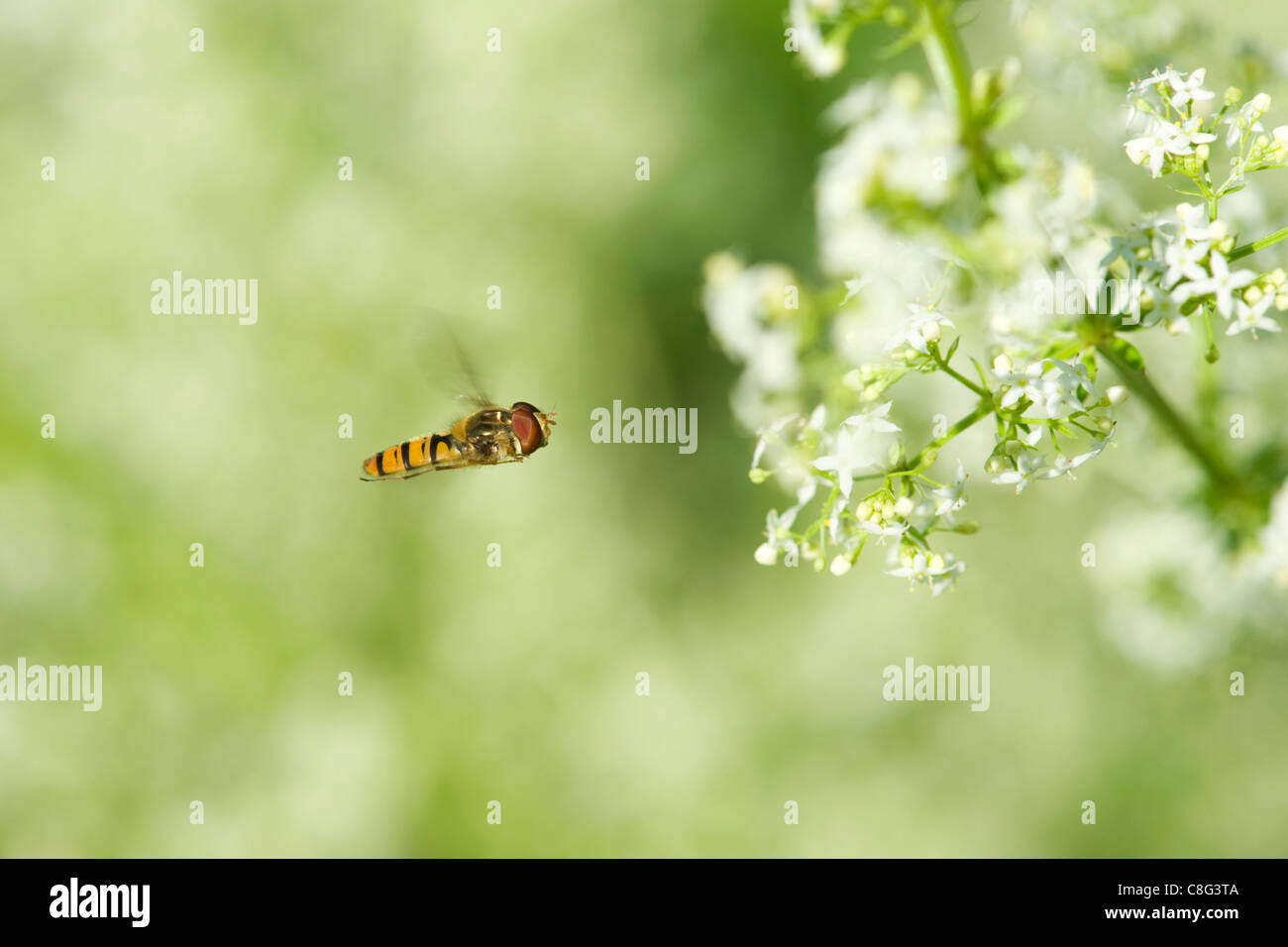 Hoverfly (Syrphus ribesii) in flight Stock Photo - Alamy
