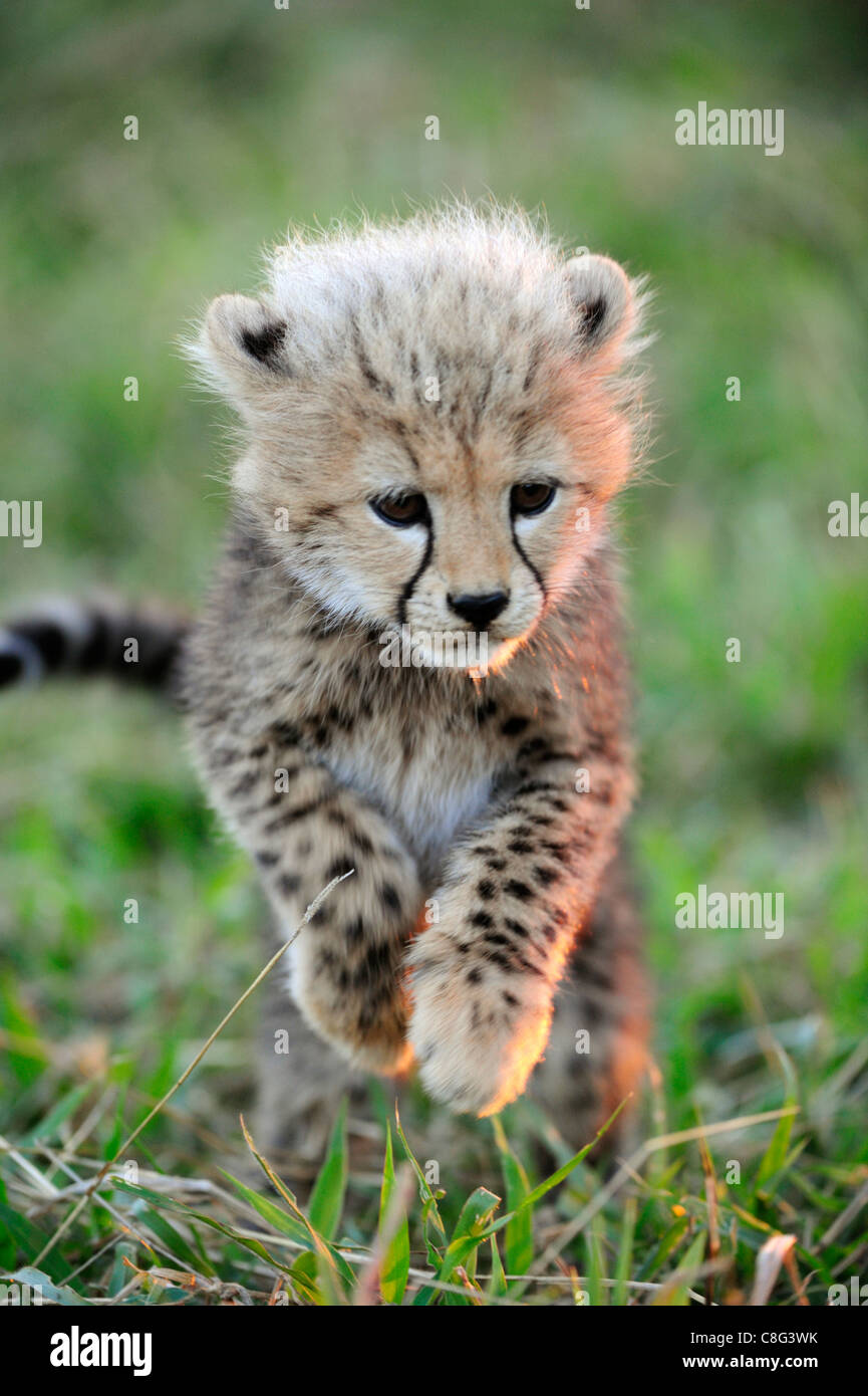 Cheetah acinonyx jubatus pouncing hi-res stock photography and images ...