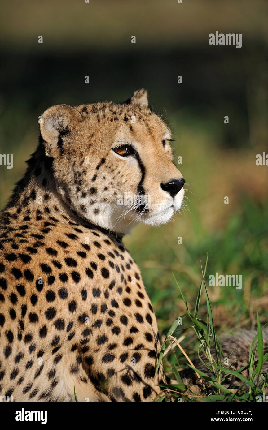 Cheetah (Acinonyx jubatus Stock Photo - Alamy