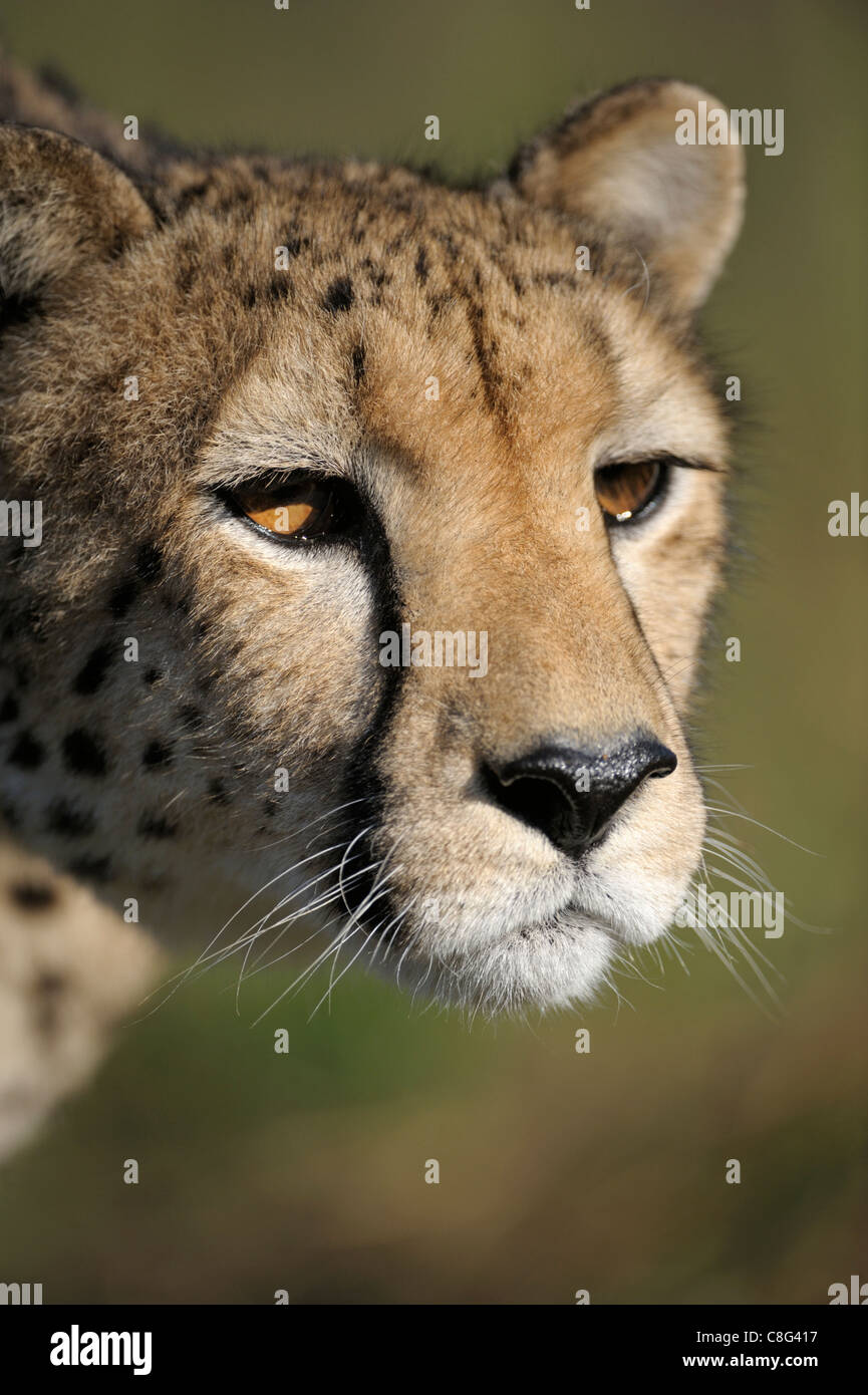 Cheetah (Acinonyx jubatus Stock Photo - Alamy