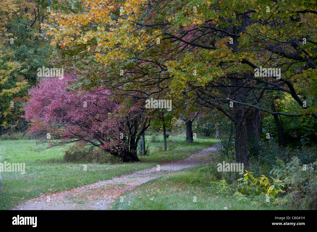 A quiet path through the woods at the Morgan Arboretum Stock Photo - Alamy