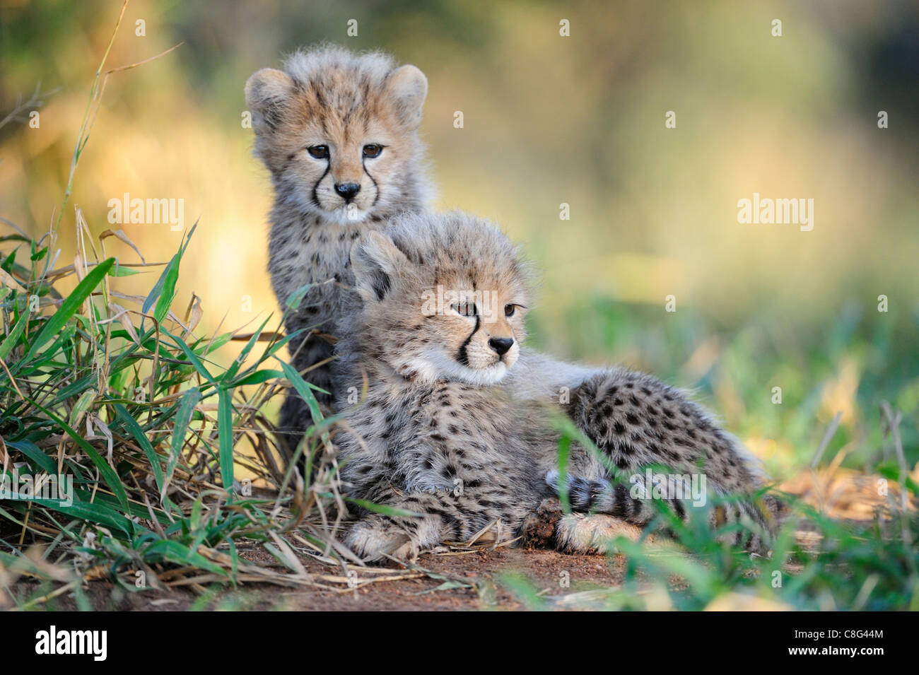 Cheetah (Acinonyx jubatus Stock Photo - Alamy
