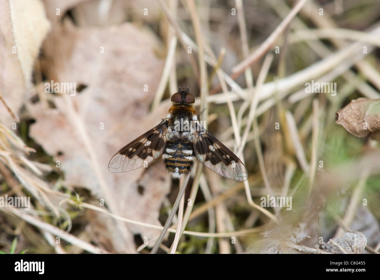 Mottled bee-fly (Thyridanthrax fenestratus Stock Photo - Alamy