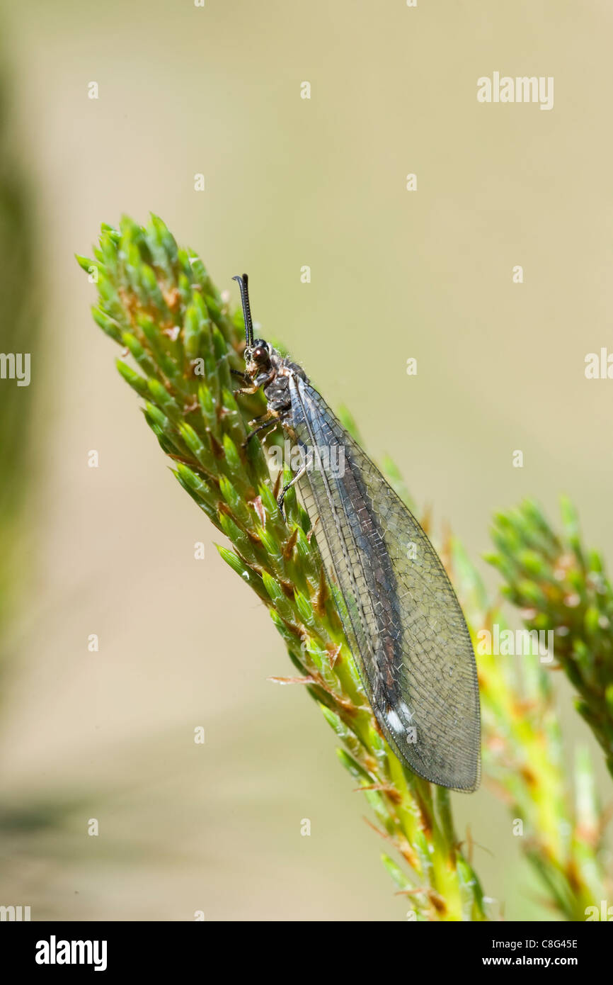Ant lion myrmeleon formicarius hi-res stock photography and images - Alamy