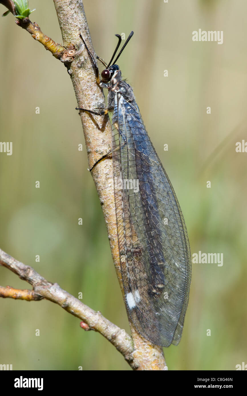Lion ant hi-res stock photography and images - Alamy